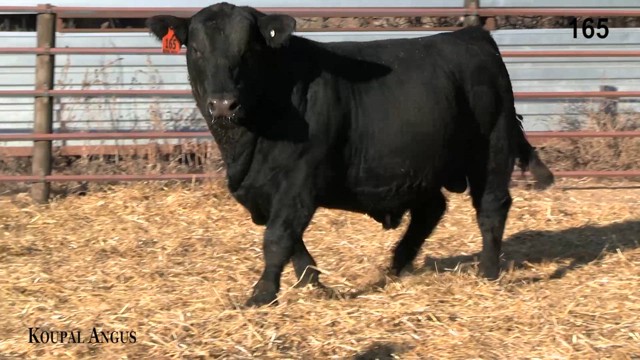 Lot 165: Koupal's B&B Angus Family - 49th Annual Angus Bull Sale ...