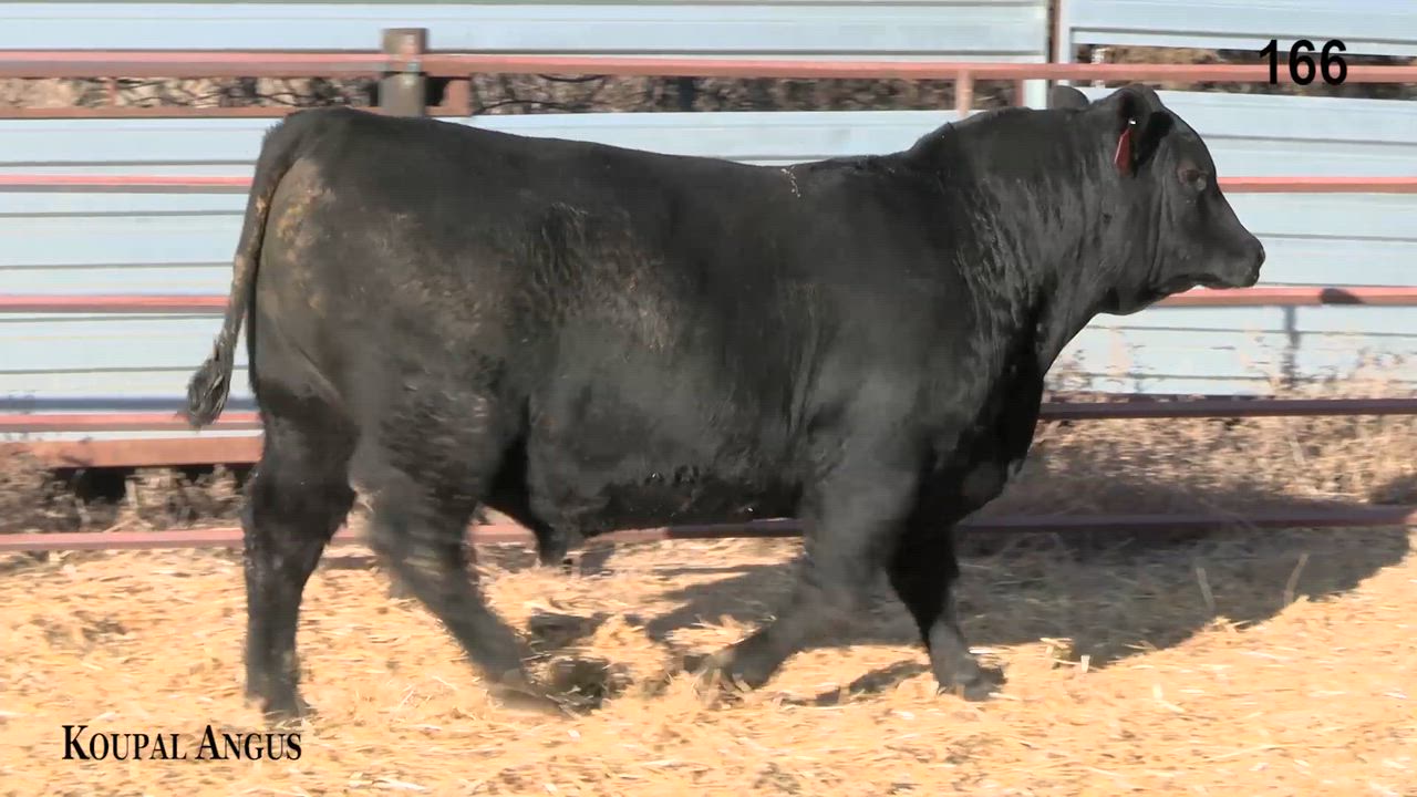 Lot 166: Koupal's B&B Angus Family - 49th Annual Angus Bull Sale ...