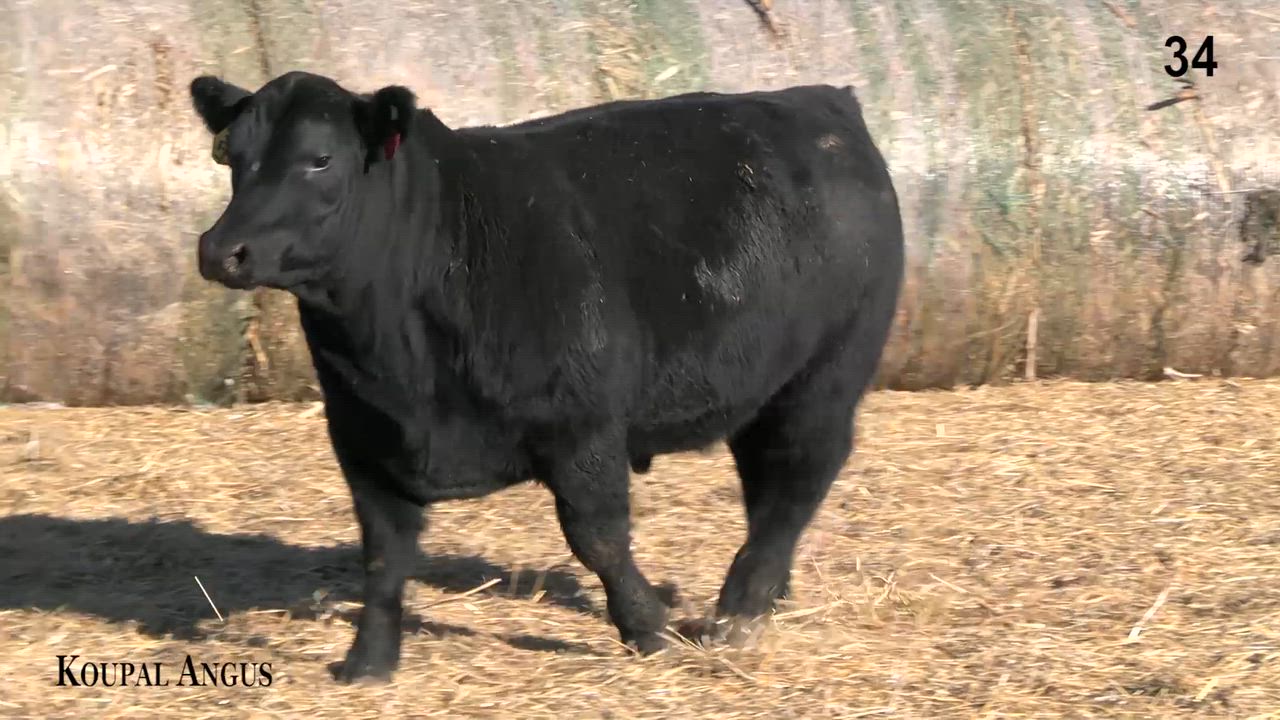Lot 34: Koupal's B&B Angus Family - 49th Annual Angus Bull Sale | DVAuction
