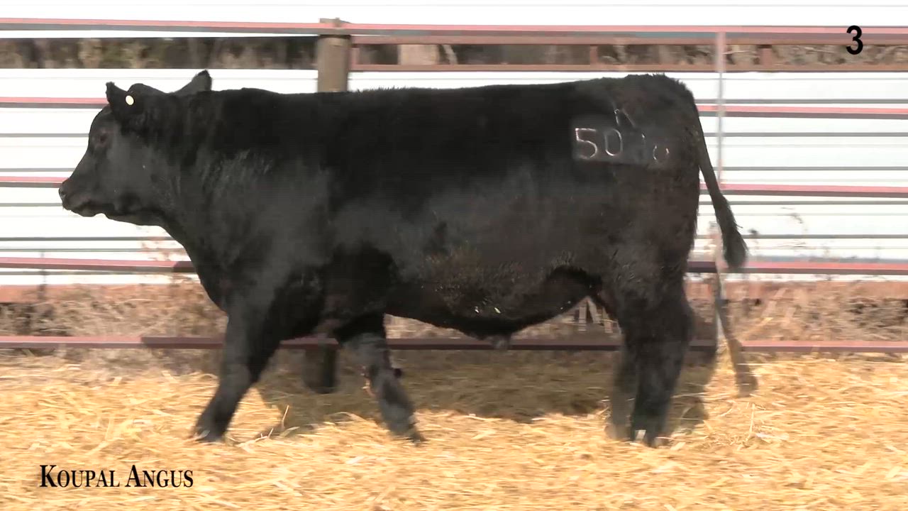 Lot 3: Koupal's B&B Angus Family - 49th Annual Angus Bull Sale | DVAuction