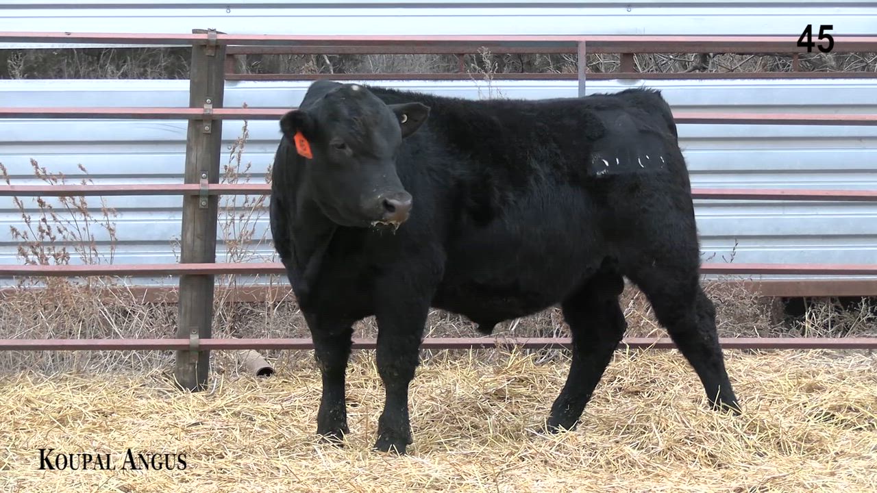 Lot 45: Koupal's B&B Angus Family - 49th Annual Angus Bull Sale | DVAuction