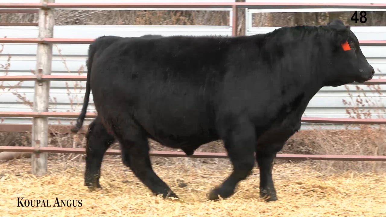 Lot 48: Koupal's B&B Angus Family - 49th Annual Angus Bull Sale | DVAuction