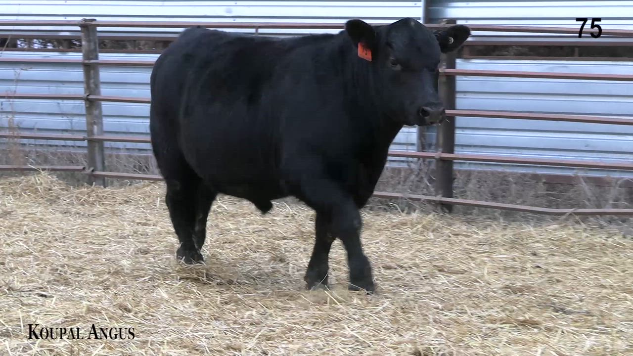Lot 75: Koupal's B&B Angus Family - 49th Annual Angus Bull Sale | DVAuction