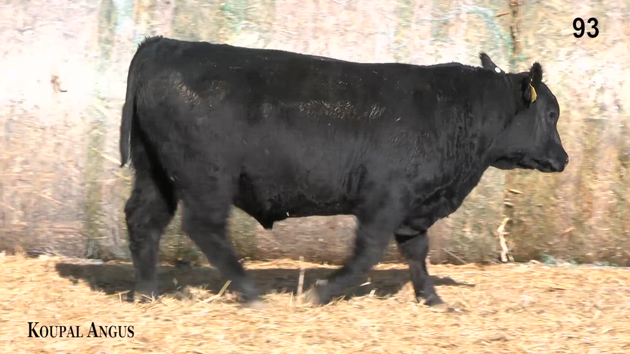 Lot 93: Koupal's B&B Angus Family - 49th Annual Angus Bull Sale | DVAuction