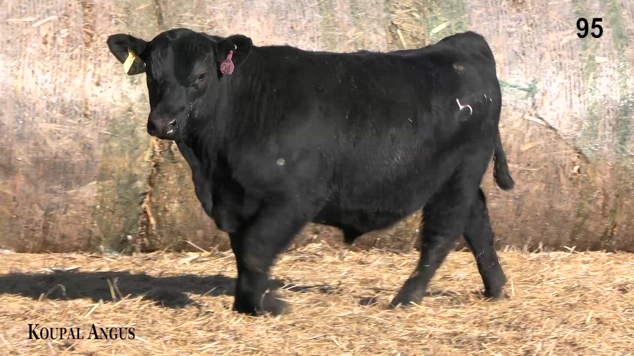 Lot 95: Koupal's B&B Angus Family - 49th Annual Angus Bull Sale | DVAuction