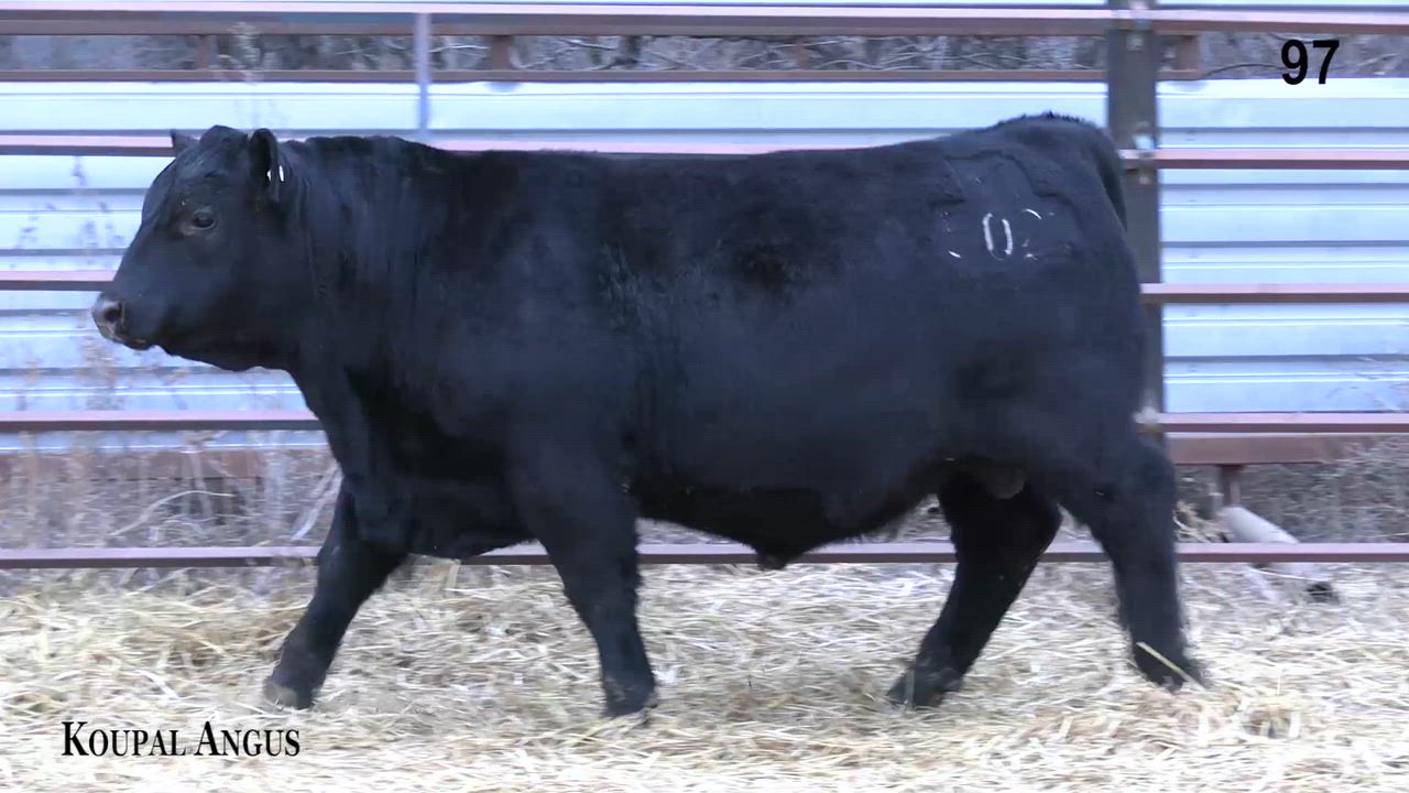 Lot 97: Koupal's B&B Angus Family - 49th Annual Angus Bull Sale | DVAuction