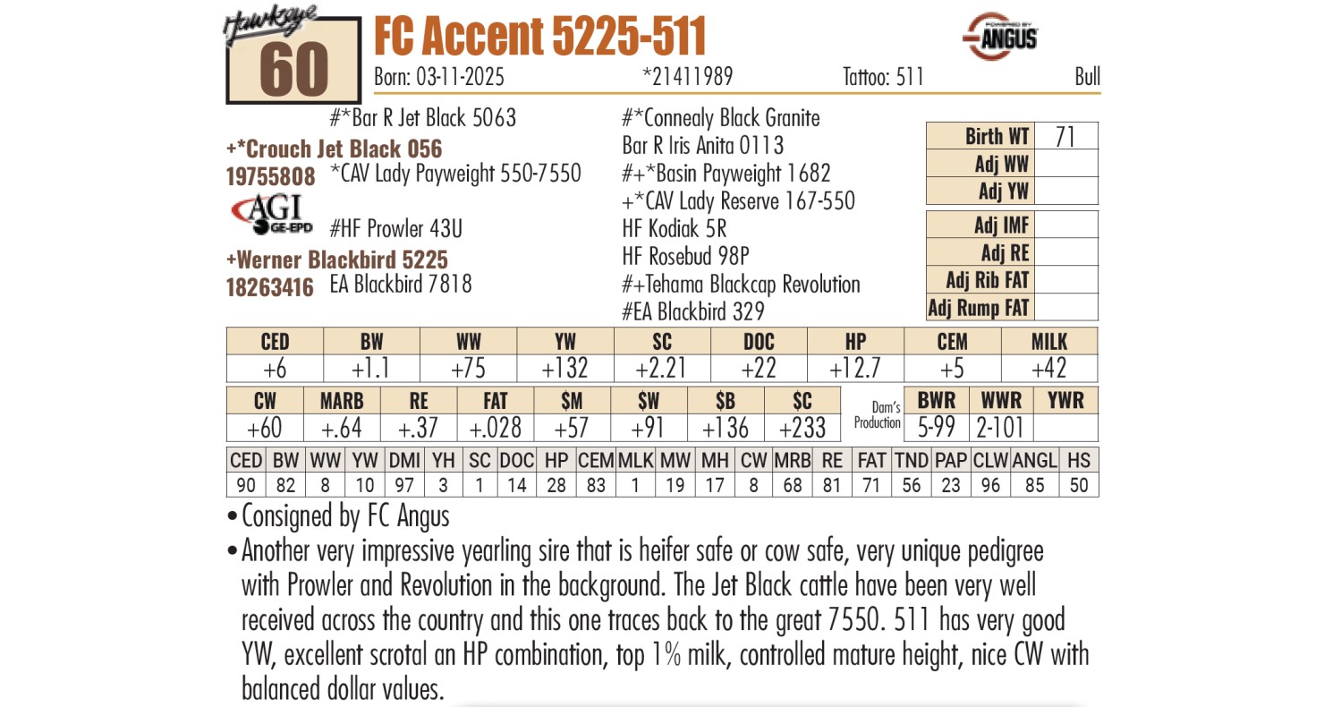 Lot 60: Hawkeye Country Angus Sale - Annual Angus Bull & Female Sale ...