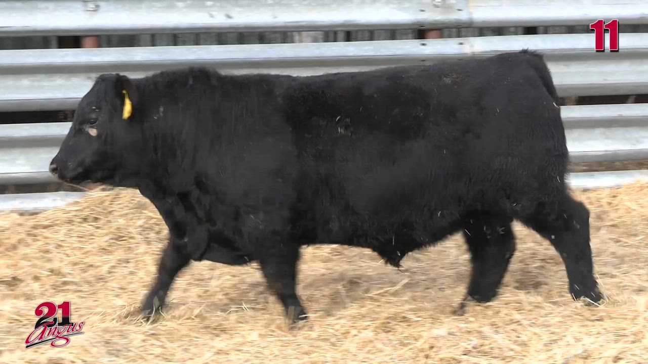 Lot 11: 21 Angus - Annual "Top Cut" Angus Bull Sale | DVAuction
