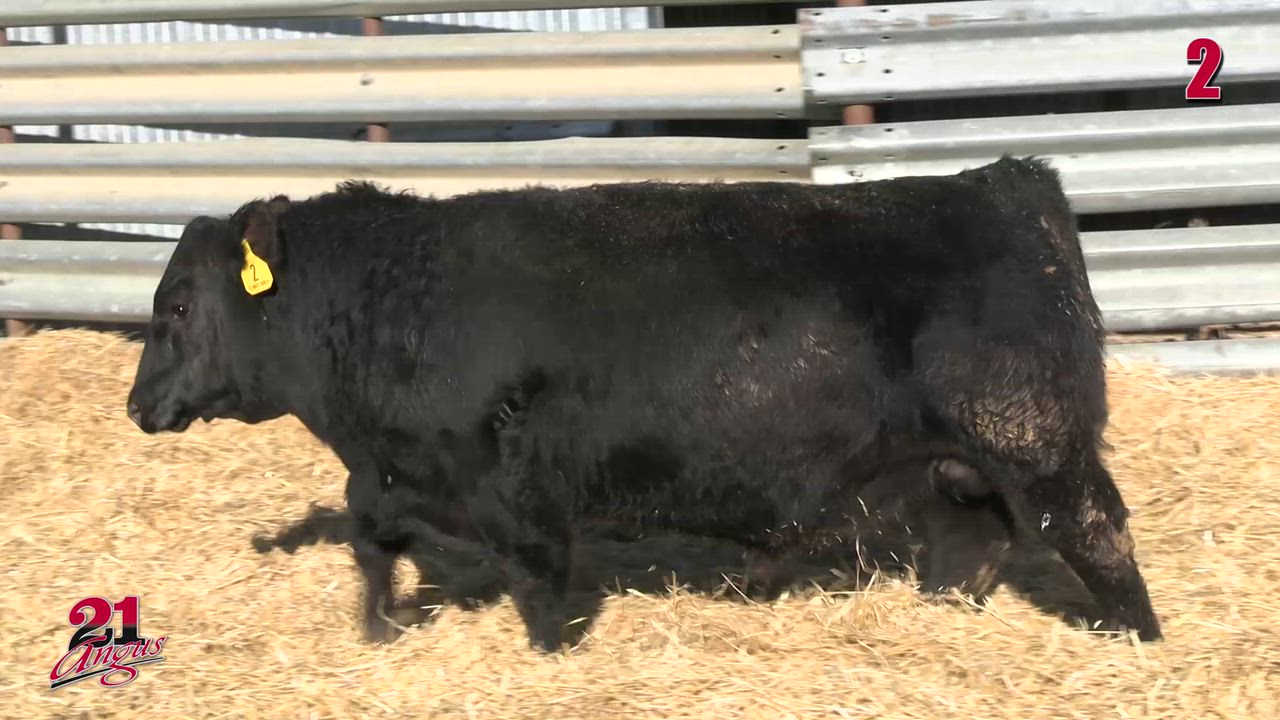 Lot 2: 21 Angus - Annual "Top Cut" Angus Bull Sale | DVAuction