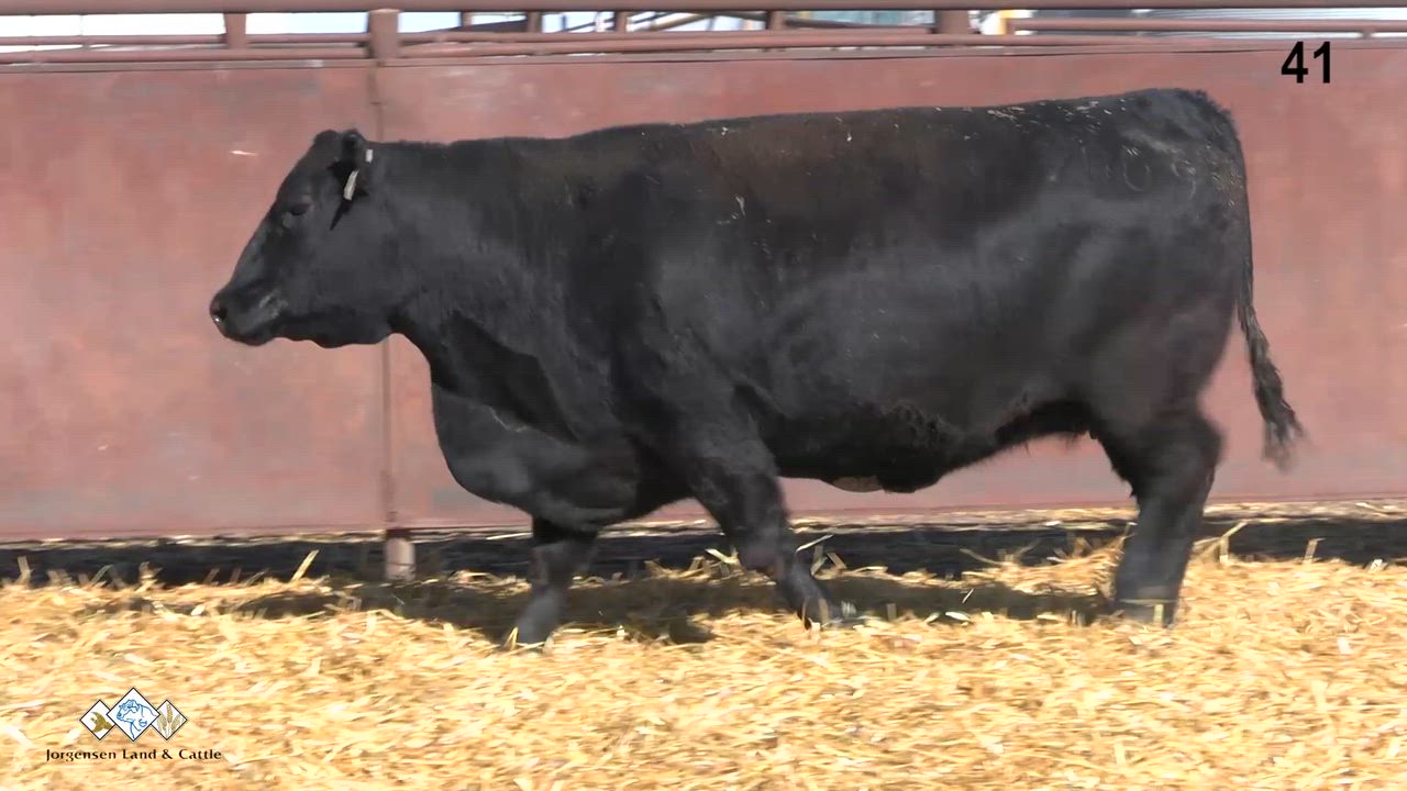 Lot 41: Jorgensen Land & Cattle - The Motherlode Angus Female And Bull ...