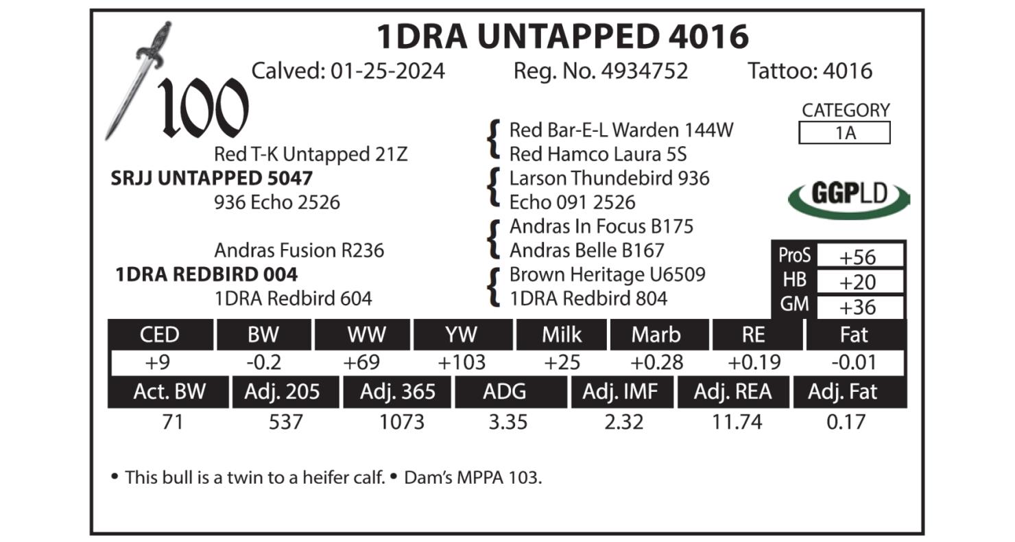 Lot 100: Daigger-Orr Angus - 37th Annual Angus & Red Angus Bull Sale ...