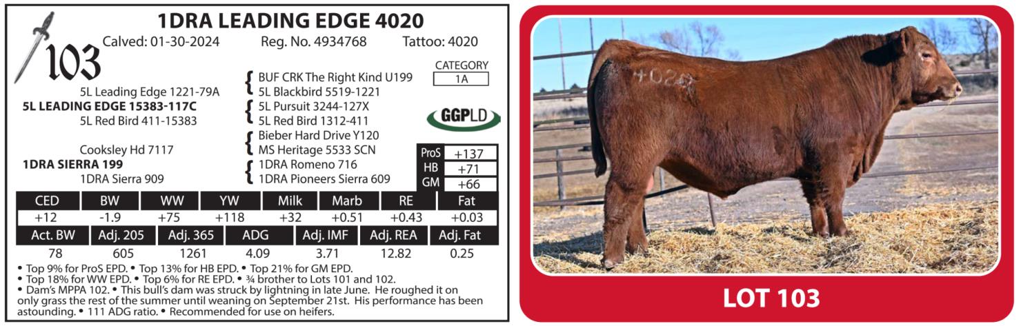 Lot 103: Daigger-Orr Angus - 37th Annual Angus & Red Angus Bull Sale ...