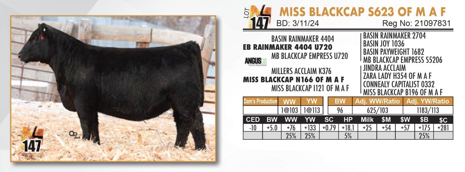 Lot 147: Miller Angus Farms - Top Tier Bull Sale | DVAuction