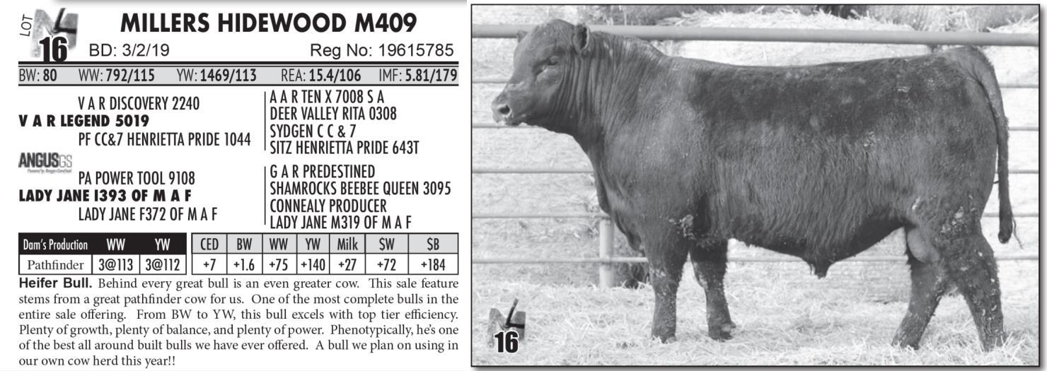 DVAuction | Lot 16: Miller Angus Farms - Annual Bull Sale
