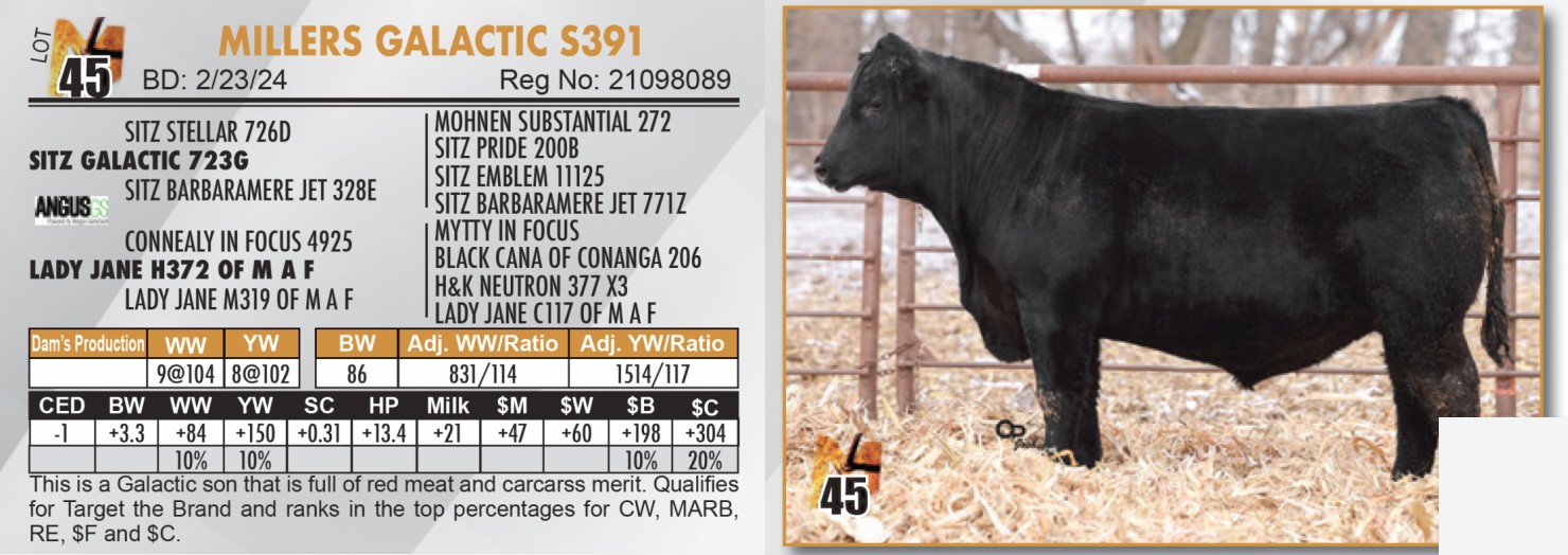 Lot 45: Miller Angus Farms - Top Tier Bull Sale | DVAuction