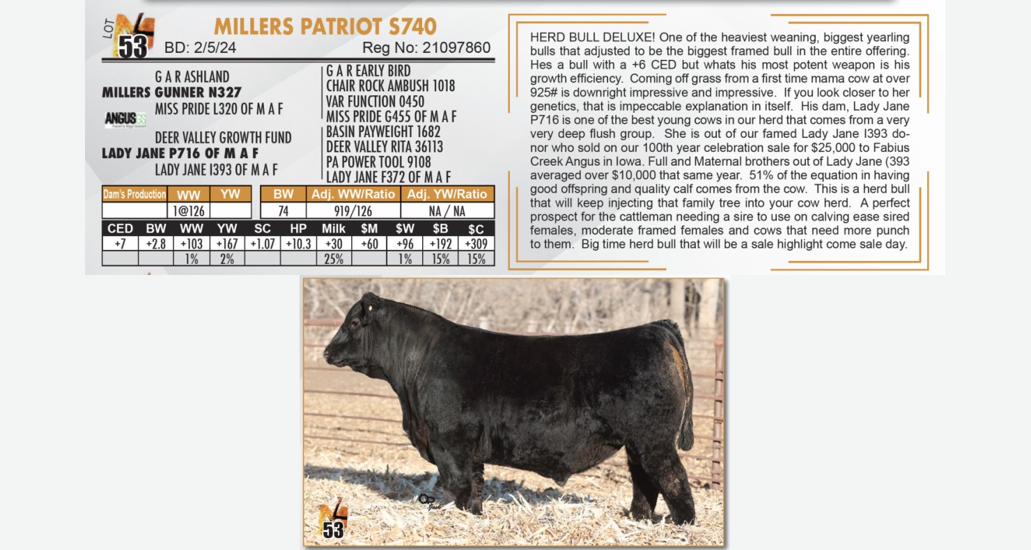 Lot 53: Miller Angus Farms - Top Tier Bull Sale | DVAuction