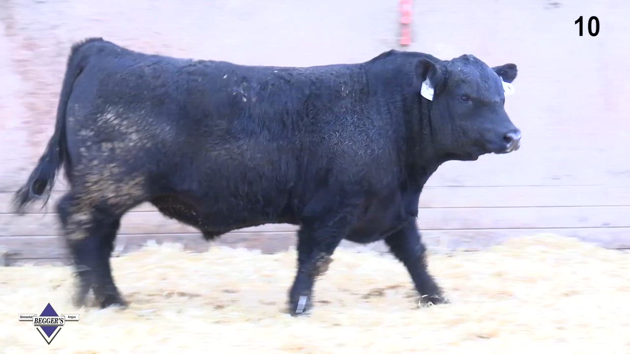 Lot 10: Begger's Diamond V - Annual Simmental Bull Sale | DVAuction