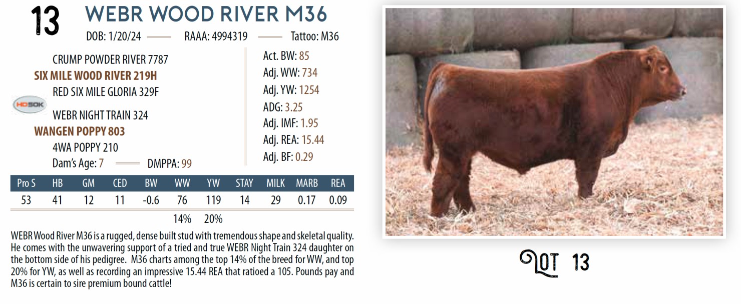 Lot 13: Weber Land and Cattle - Annual Red Angus Bull Sale | DVAuction