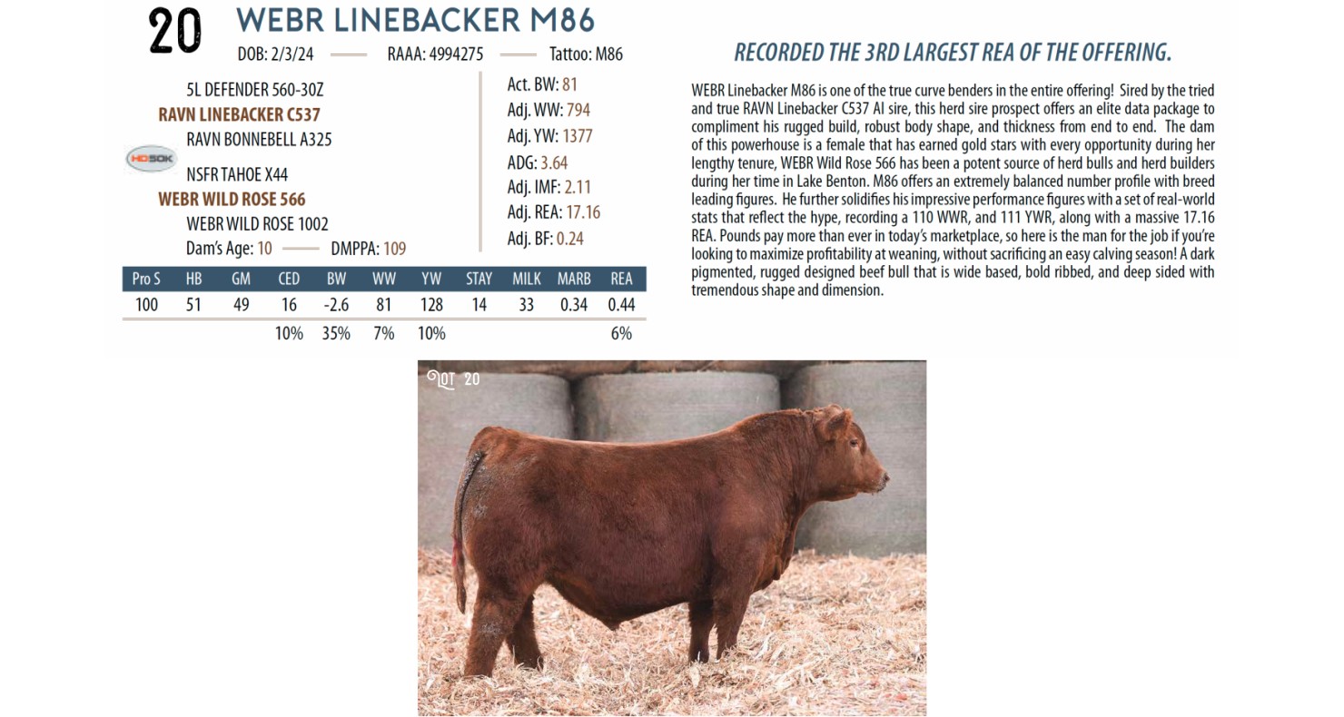 Lot 20: Weber Land and Cattle - Annual Red Angus Bull Sale | DVAuction