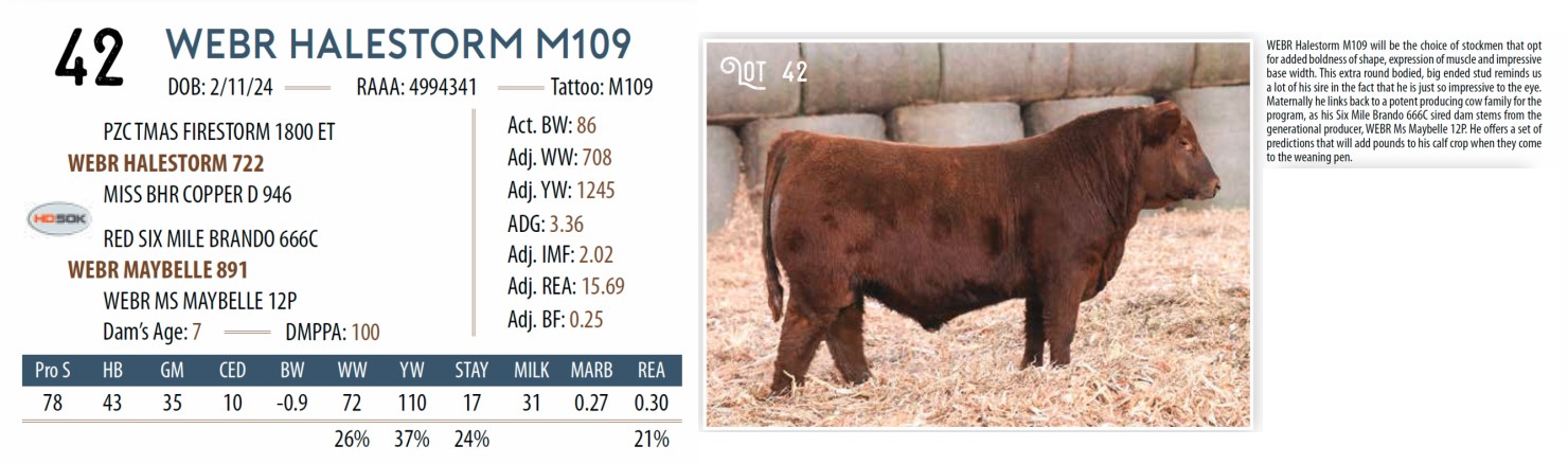 Lot 42: Weber Land and Cattle - Annual Red Angus Bull Sale | DVAuction