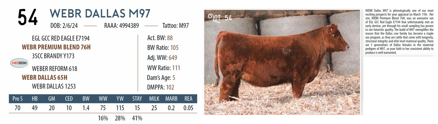 Lot 54: Weber Land and Cattle - Annual Red Angus Bull Sale | DVAuction
