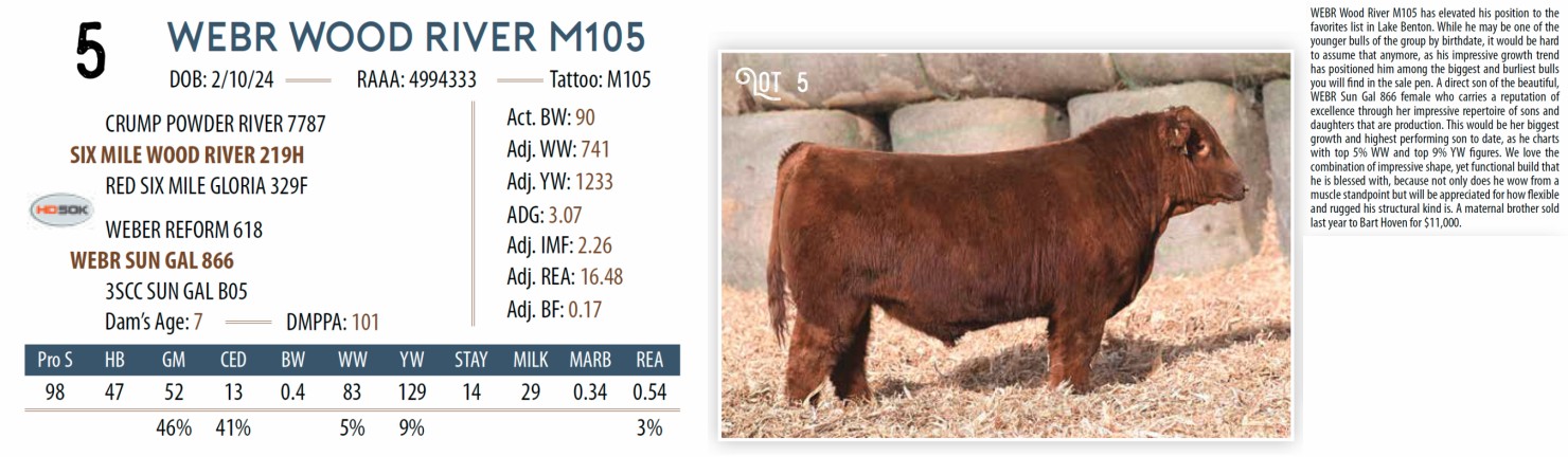 Lot 5: Weber Land and Cattle - Annual Red Angus Bull Sale | DVAuction