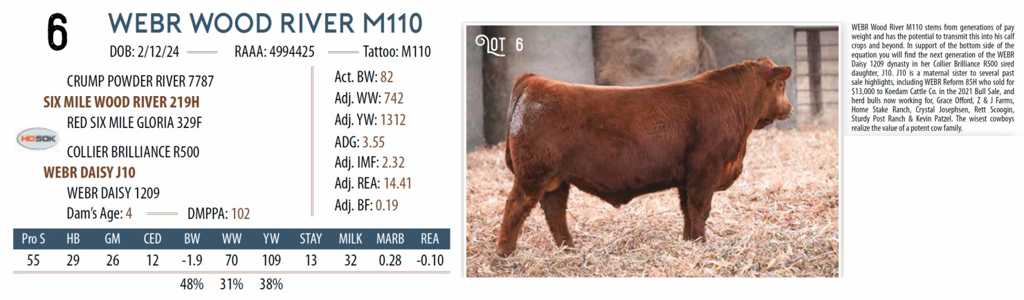 Lot 6: Weber Land and Cattle - Annual Red Angus Bull Sale | DVAuction