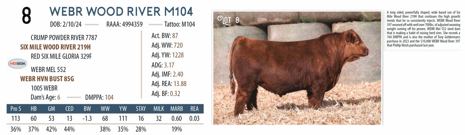 Lot 8: Weber Land and Cattle - Annual Red Angus Bull Sale | DVAuction