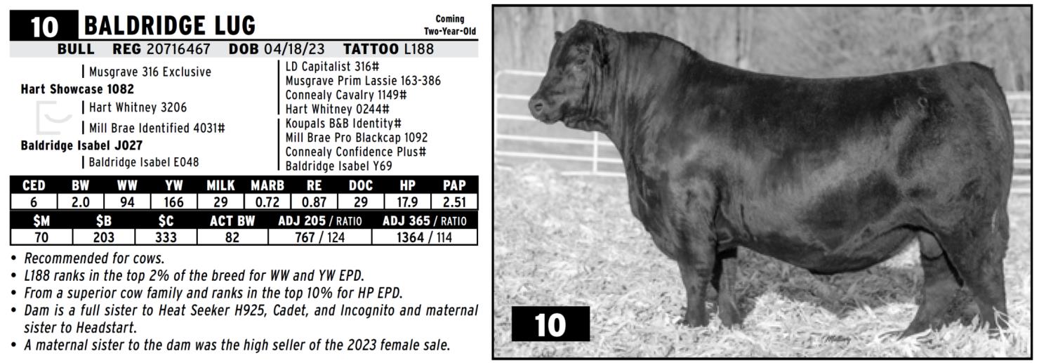 Lot 10: Baldridge Performance Angus - Annual Bull Sale | DVAuction