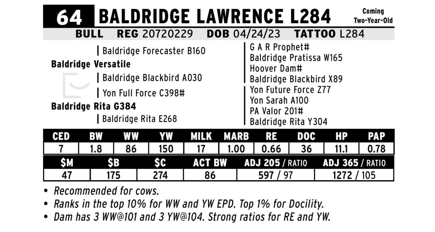 Lot 64: Baldridge Performance Angus - Annual Bull Sale | DVAuction
