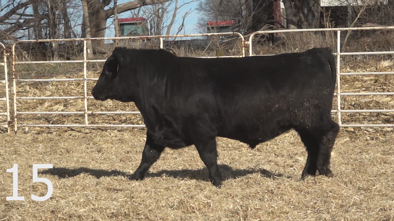 Lot 15: Baldridge Performance Angus - Annual Bull Sale | DVAuction