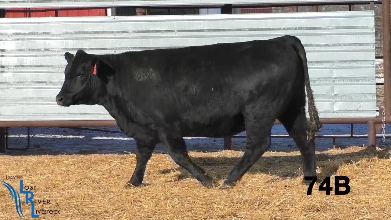 Lot 74b: Larson's Lost River Livestock - 16th Annual Bull and Bred ...