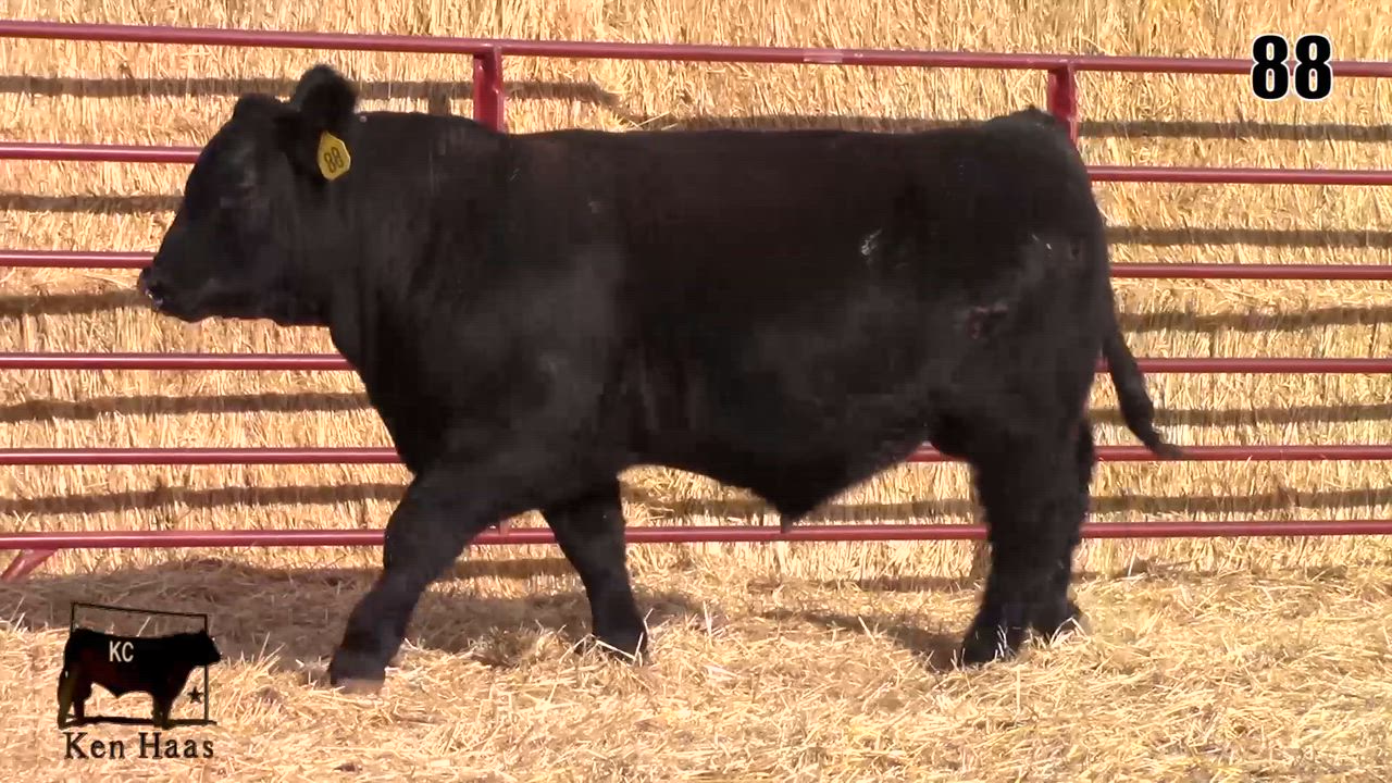 Lot 88: Ken Haas Angus - Annual Angus Bull Sale | DVAuction