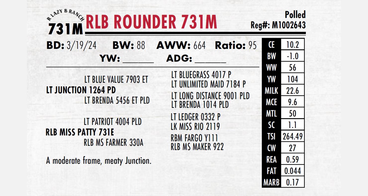 Lot 731m: R Lazy B Ranch - R Lazy B Annual Charolais Bull Sale | DVAuction