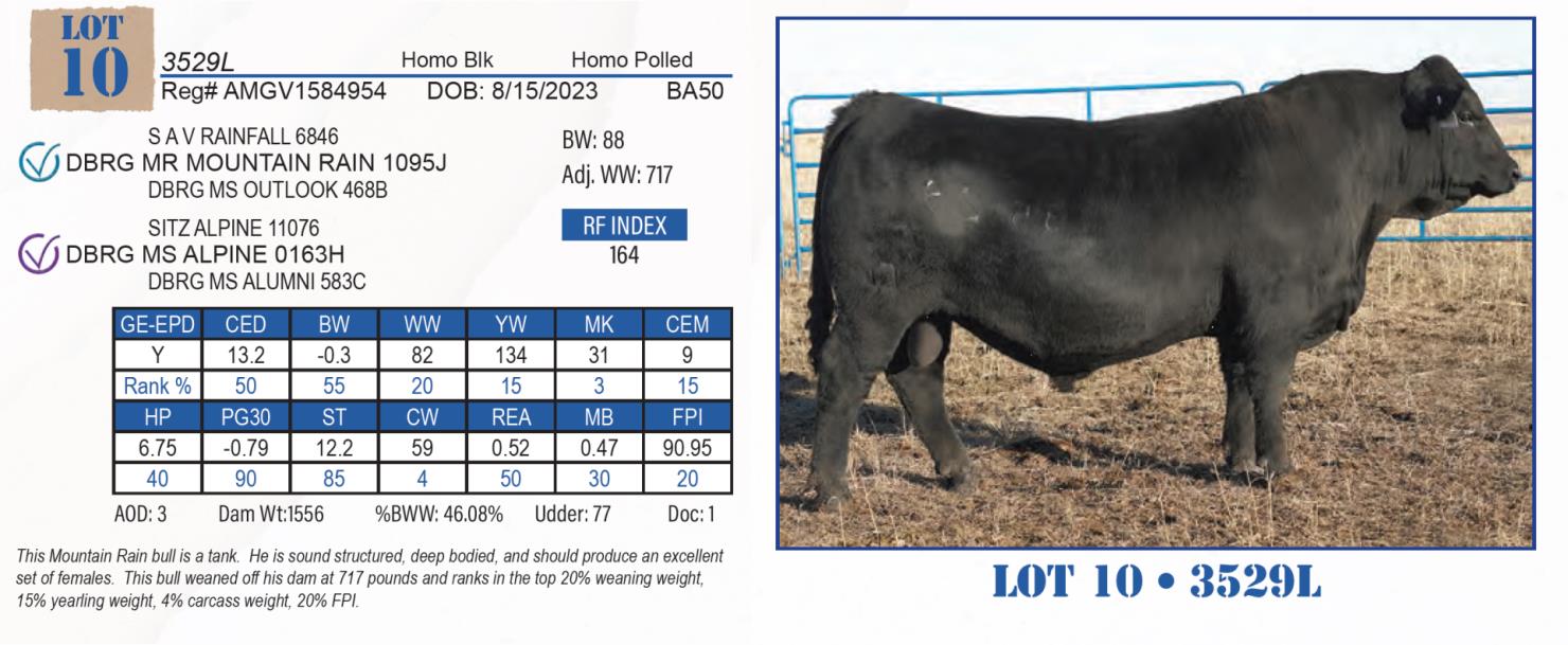 Lot 10: Rippe Gelbvieh & Rippe Angus - 27th Annual Bull Sale | DVAuction
