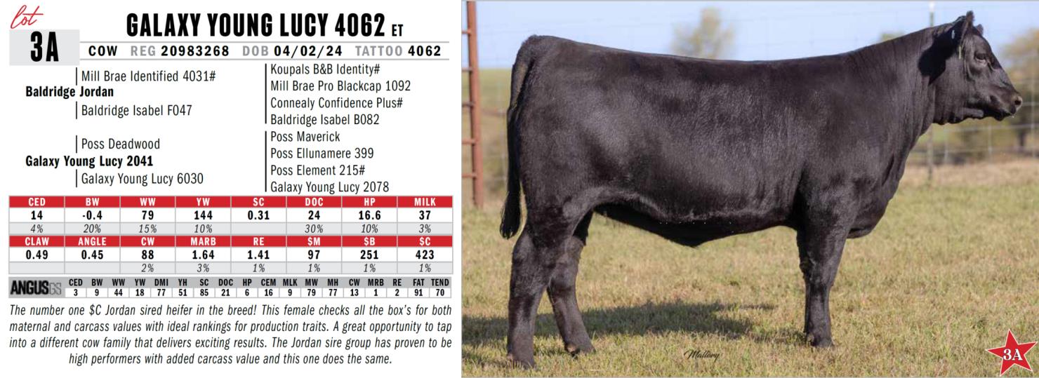 Lot 3a: Galaxy Beef - Annual Production Sale | DVAuction