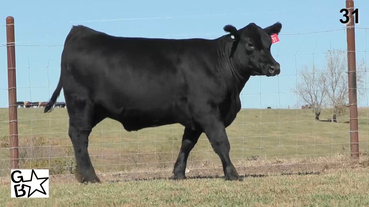 Lot 31: Galaxy Beef - Annual Production Sale | DVAuction