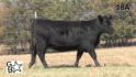 Lot 18a: Galaxy Beef - Annual Production Sale | DVAuction