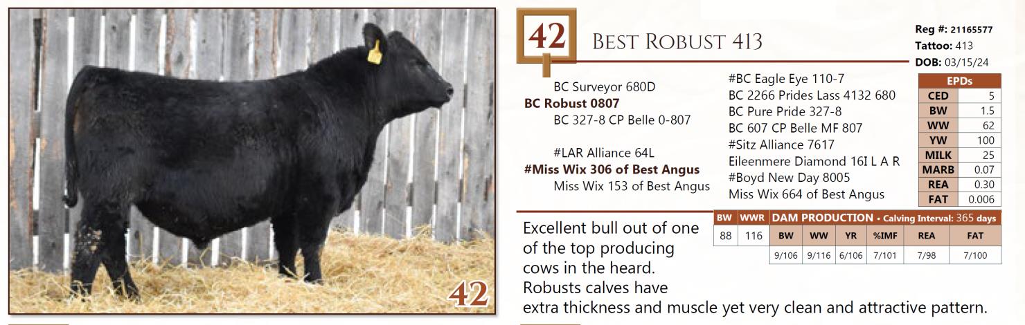 Lot 42: Best Angus - Best Value in the Badlands Angus Bull Sale | DVAuction