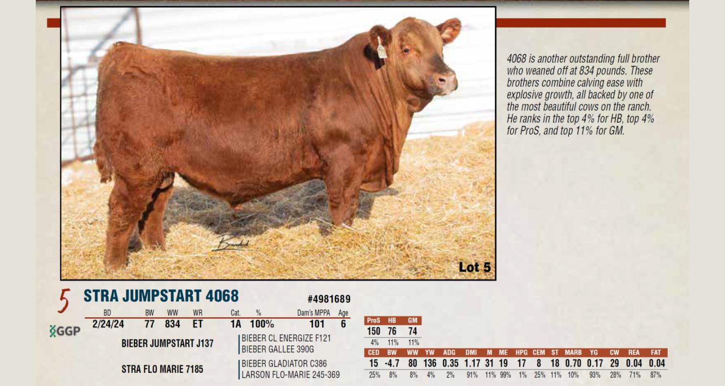 Lot 5: Twedt Red Angus - Annual Production Sale | DVAuction