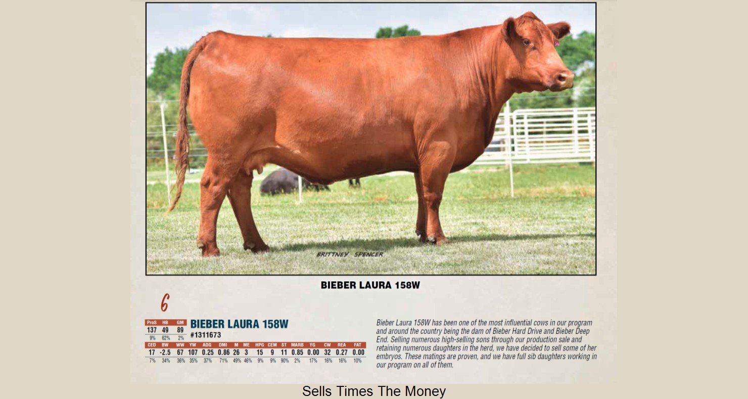 Lot 6B - BIEBER LAURA 158w by SAV RAINFALL: Twedt Red Angus - Online ...