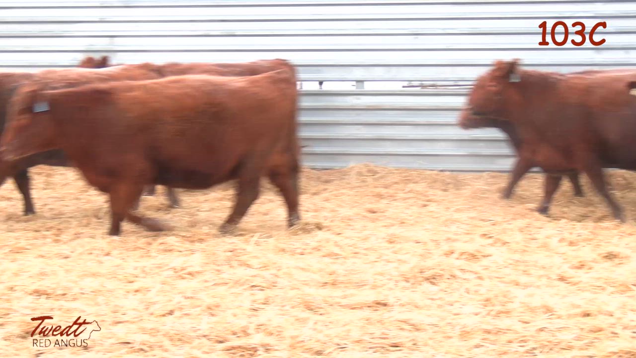 Lot 103c: Twedt Red Angus - Annual Production Sale | DVAuction