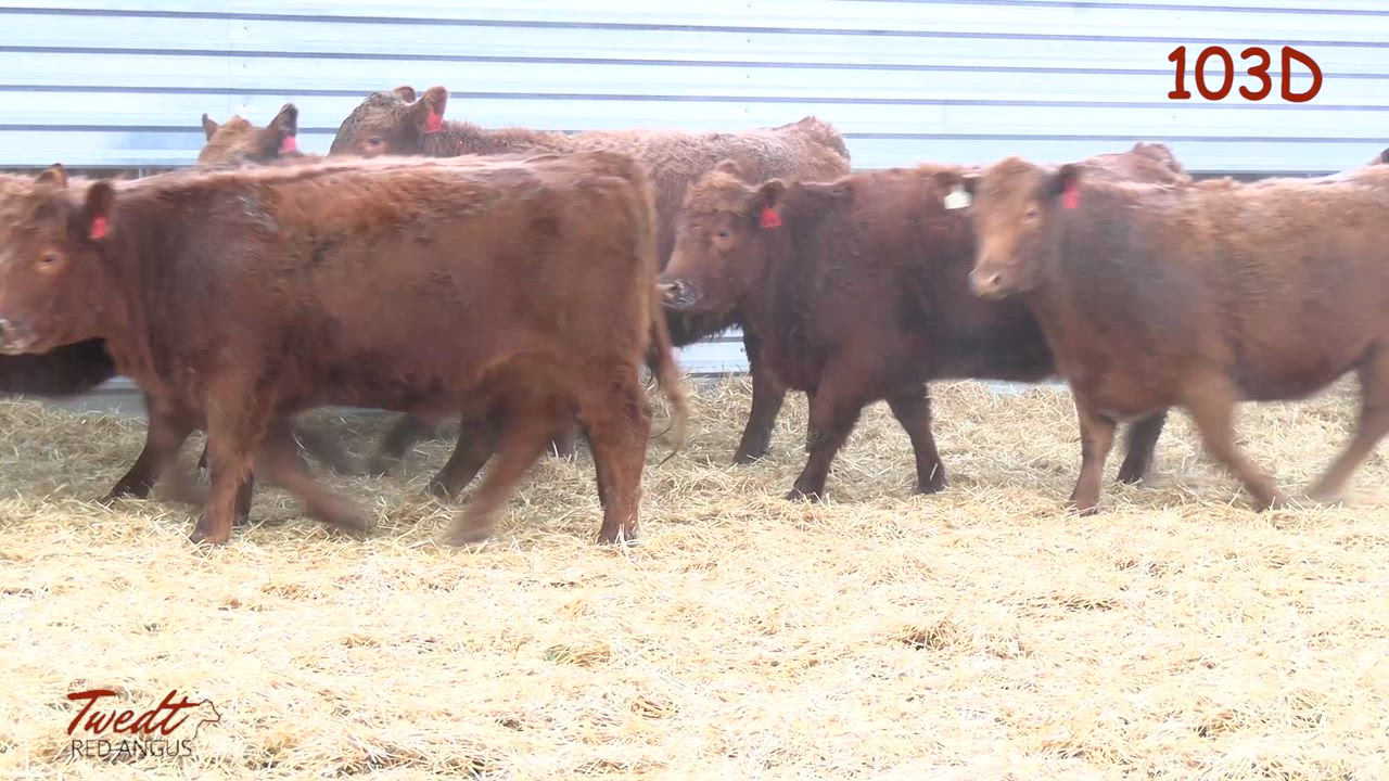 Lot 103d: Twedt Red Angus - Annual Production Sale | DVAuction