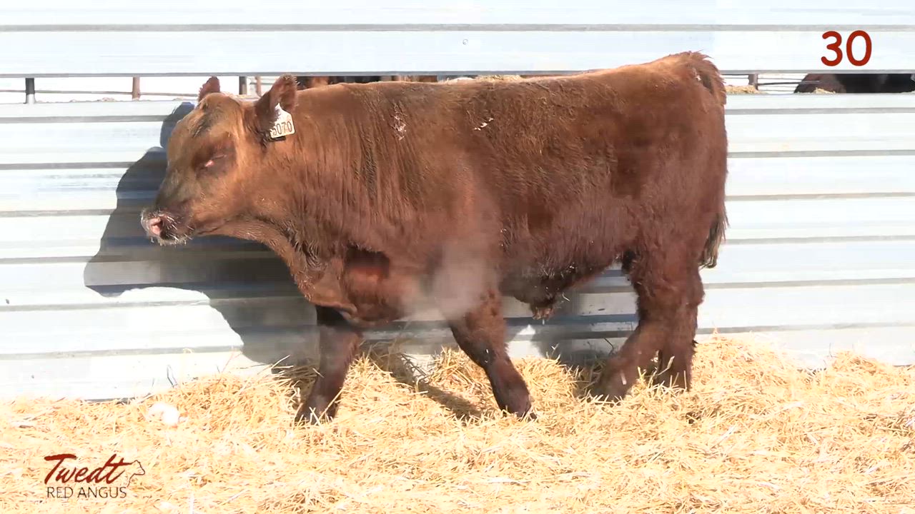 Lot 30: Twedt Red Angus - Annual Production Sale | DVAuction