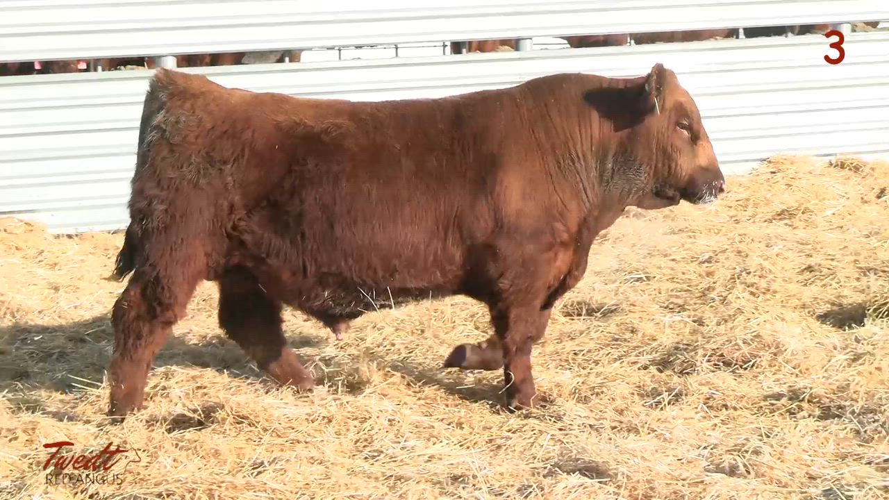 Lot 3: Twedt Red Angus - Annual Production Sale | DVAuction