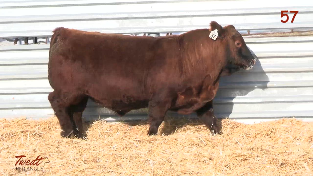 Lot 57: Twedt Red Angus - Annual Production Sale | DVAuction