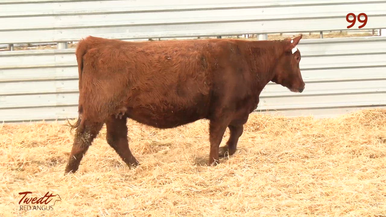 Lot 99: Twedt Red Angus - Annual Production Sale | DVAuction