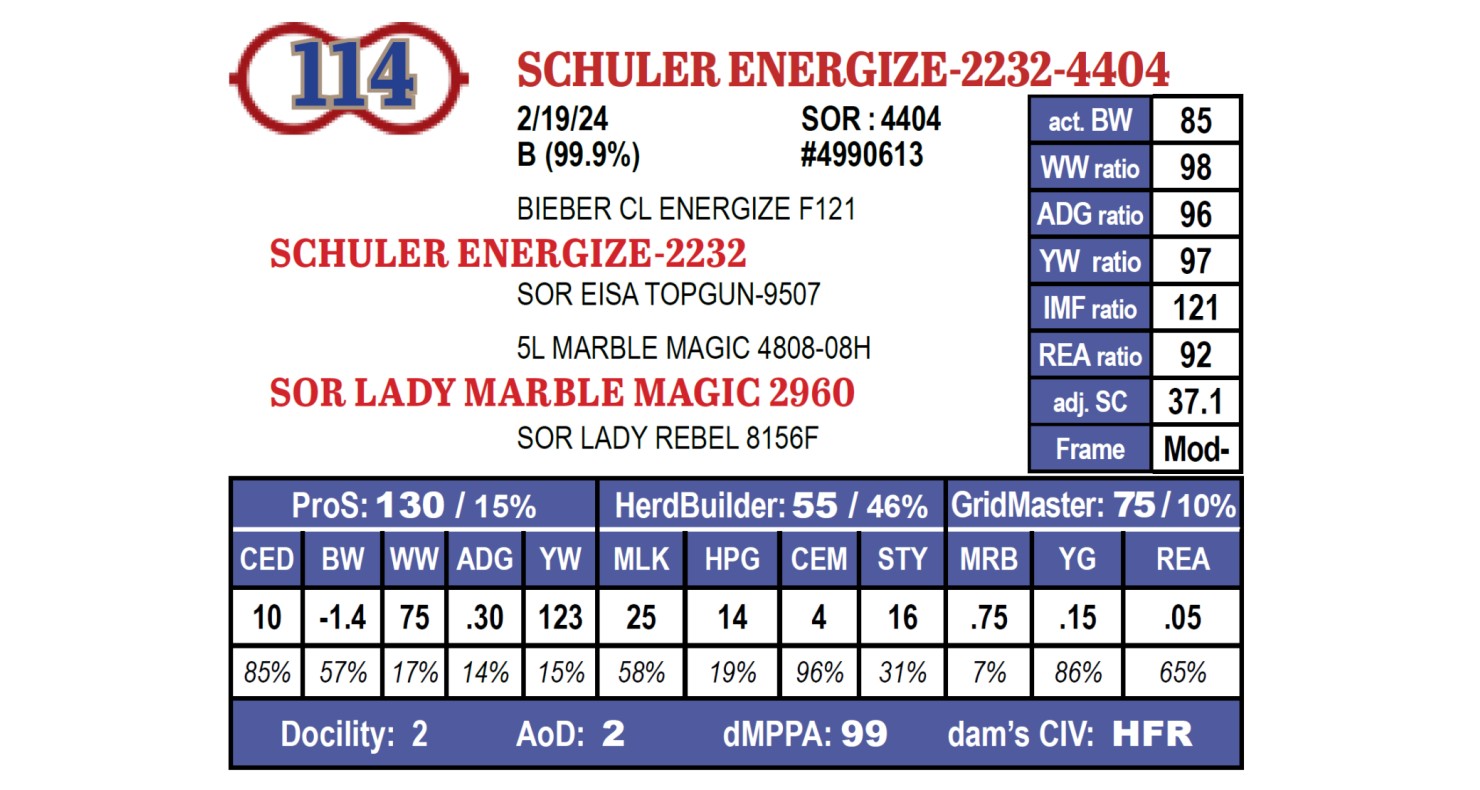 Lot 114: Schuler Red Angus - 43rd Annual Production Sale | DVAuction