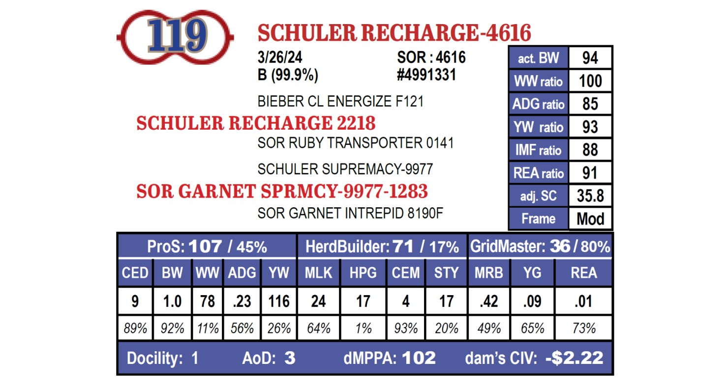 Lot 119: Schuler Red Angus - 43rd Annual Production Sale | DVAuction