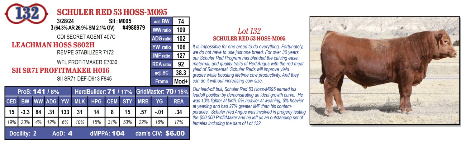 Lot 132: Schuler Red Angus - 43rd Annual Production Sale | DVAuction
